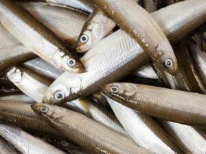 Fiskarter i Sverige | Fiskelivet.se